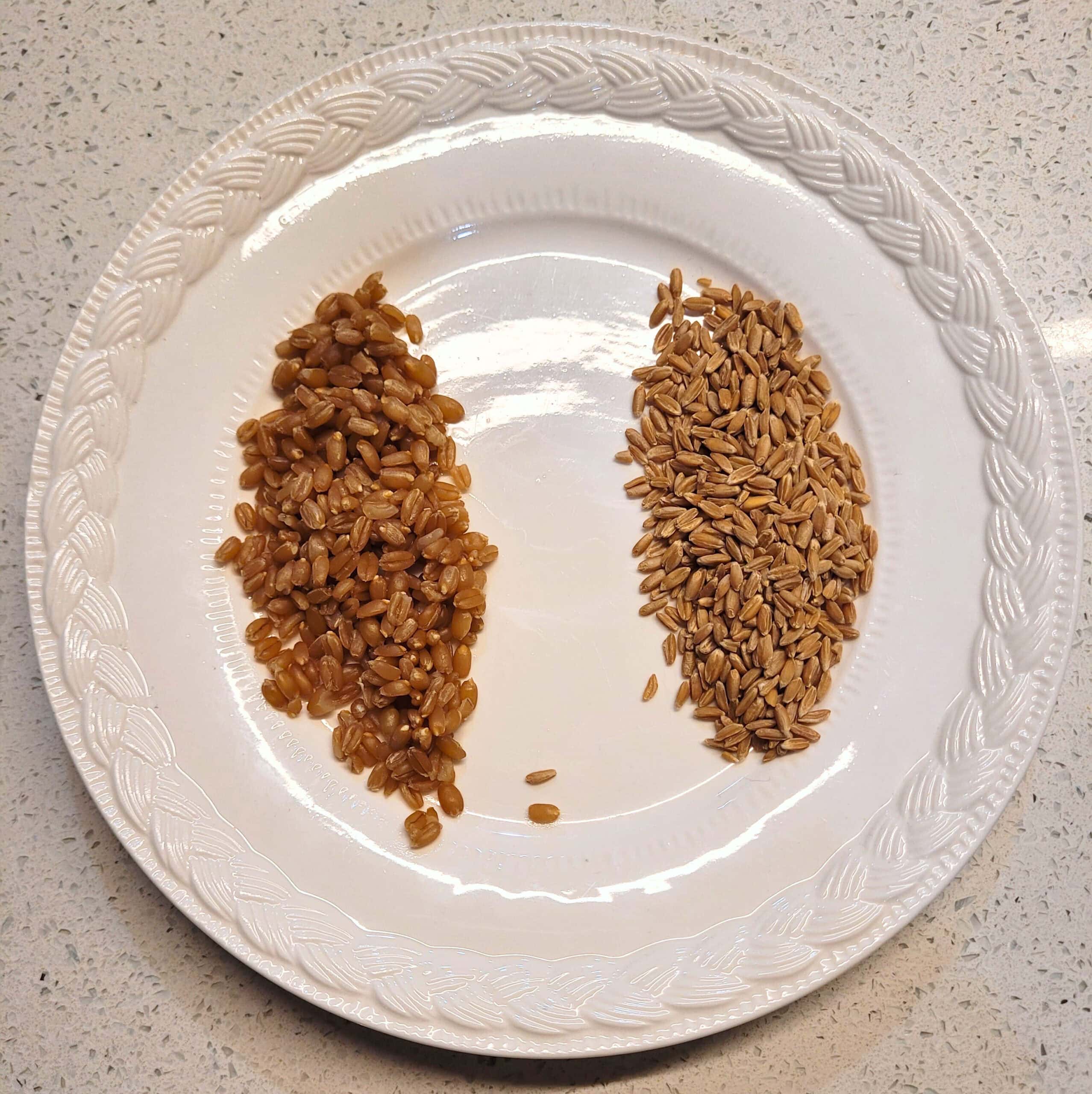 Wheat Berries - Basics You Need to Know - Truly Confident Home