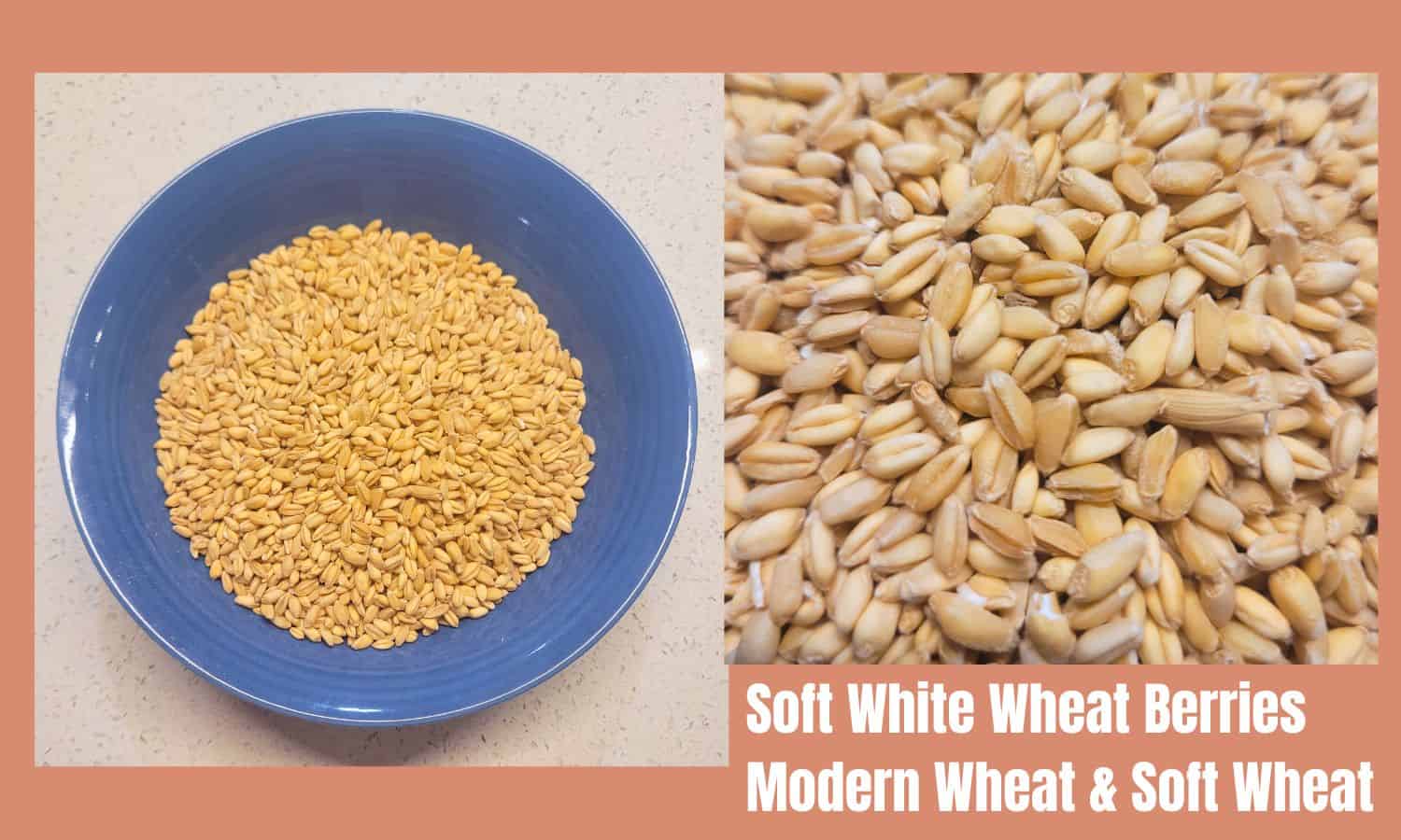 Wheat Berry Varieties - Basics You Need to Know - Truly Confident Home