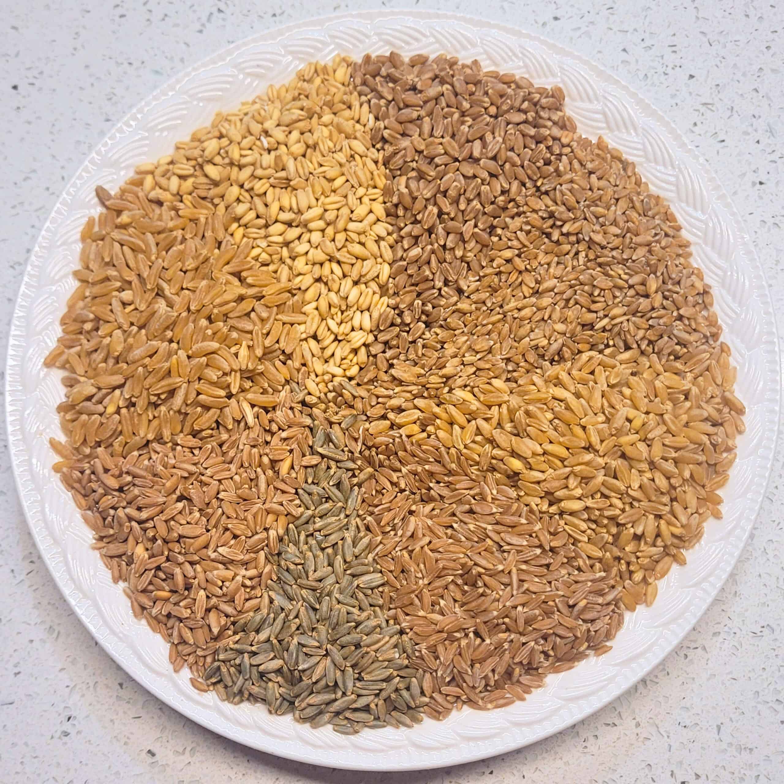 Wheat Berry Varieties - Basics You Need to Know - Truly Confident Home